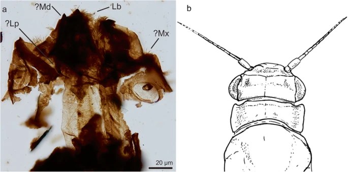 Descubren en la Patagonia restos fósiles de insectos que convivieron ...