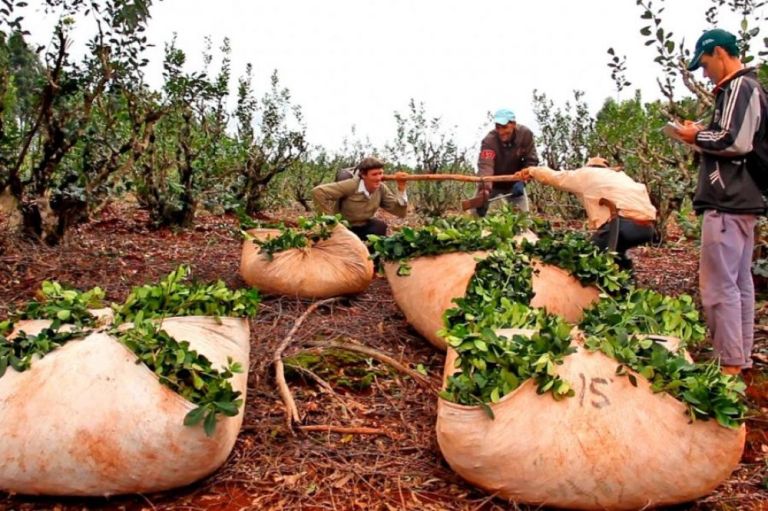 Yerba en crisis: Milei desreguló y los pequeños productores responden ...